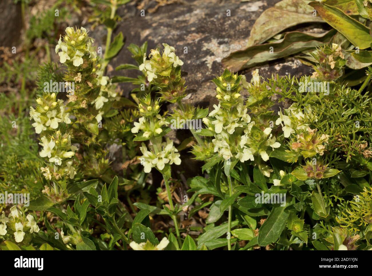 Hyssop-leaved mountain ironwort (Sideritis hyssopifolia) in flower ...