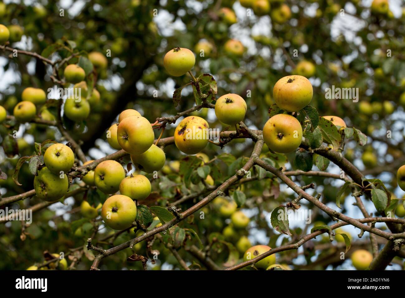 Crab apple (Malus sylvestris) in fruit. Ripe crab apples on a tree ...