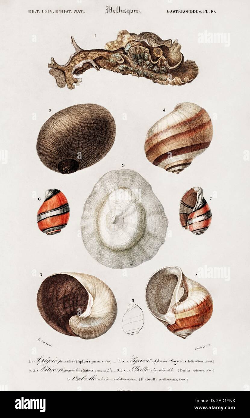 Different types of mollusks illustrated by Charles Dessalines D ...