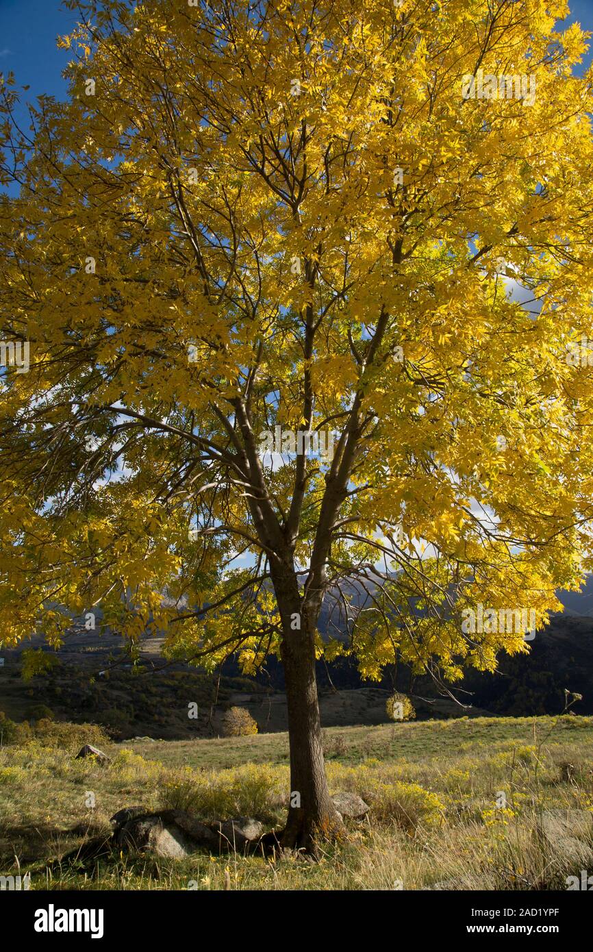 Ash (Fraxinus excelsior) tree in autumn. Photographed near Font Romeu ...