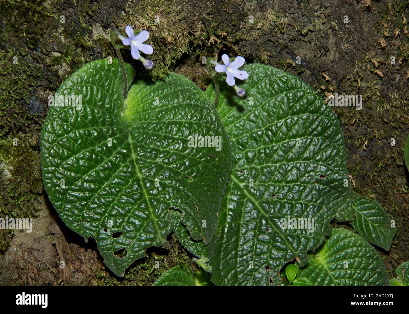African violet (Streptocarpus polyanthus dracomontanus) in flower ...