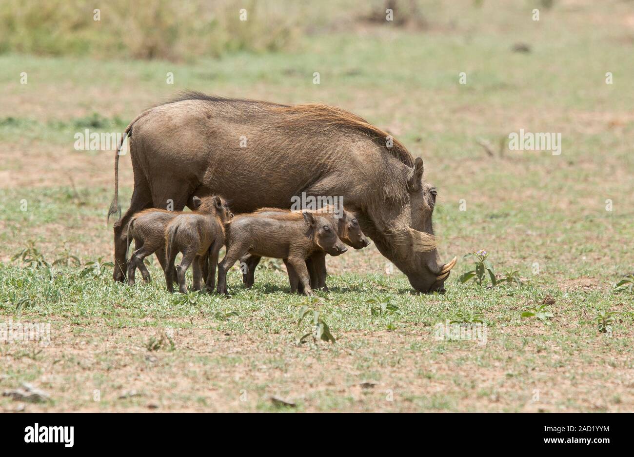 Warthog (Phacochoerus africanus) and young. Warthogs are a wild member ...