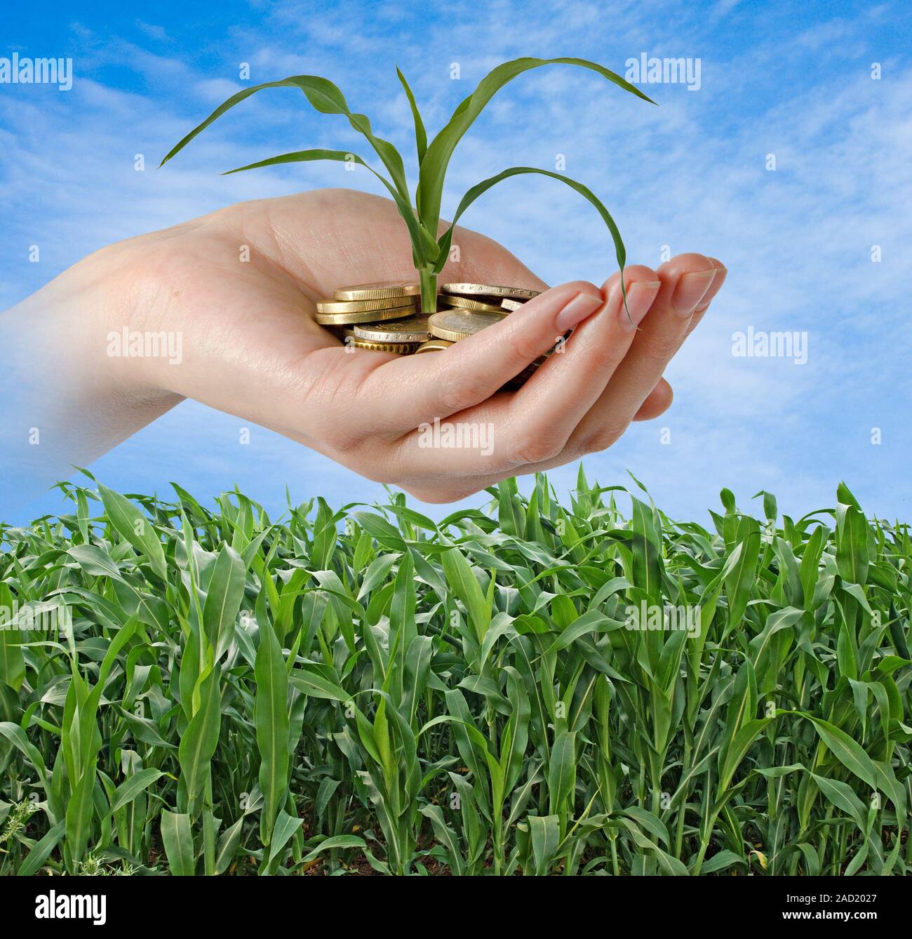 corn as a gift of agriculture Stock Photo - Alamy
