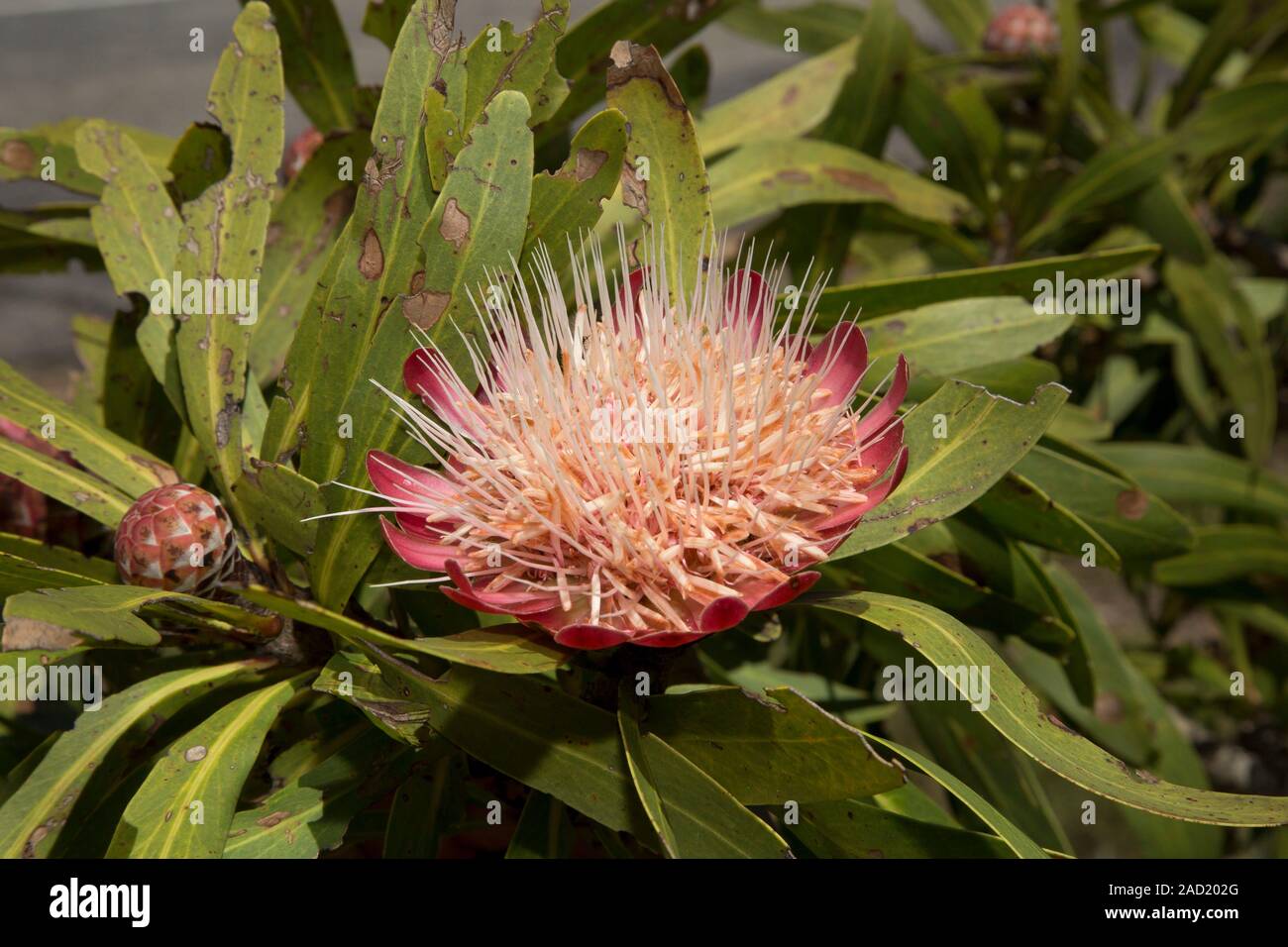 Common sugar bush (Protea caffra) in flower. Photographed in South ...