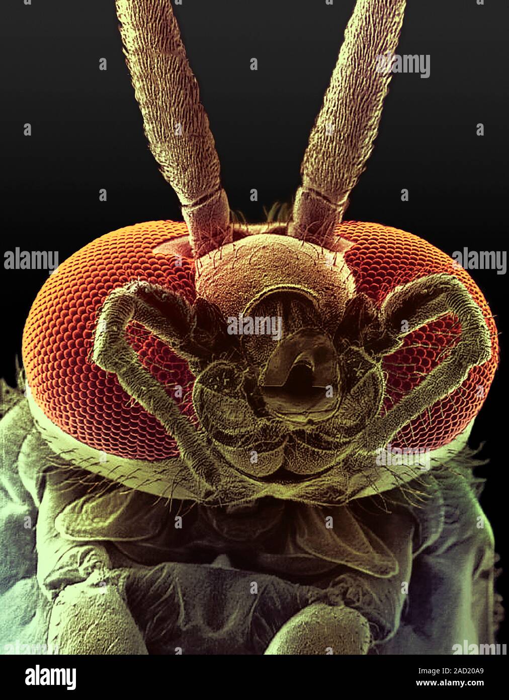 Black fly. Coloured scanning electron micrograph (SEM) of the head of a ...