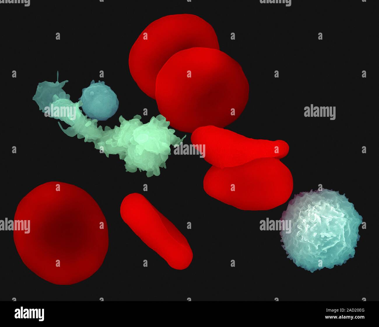 Blood cells. Coloured scanning electron micrograph (SEM) of a normal ...
