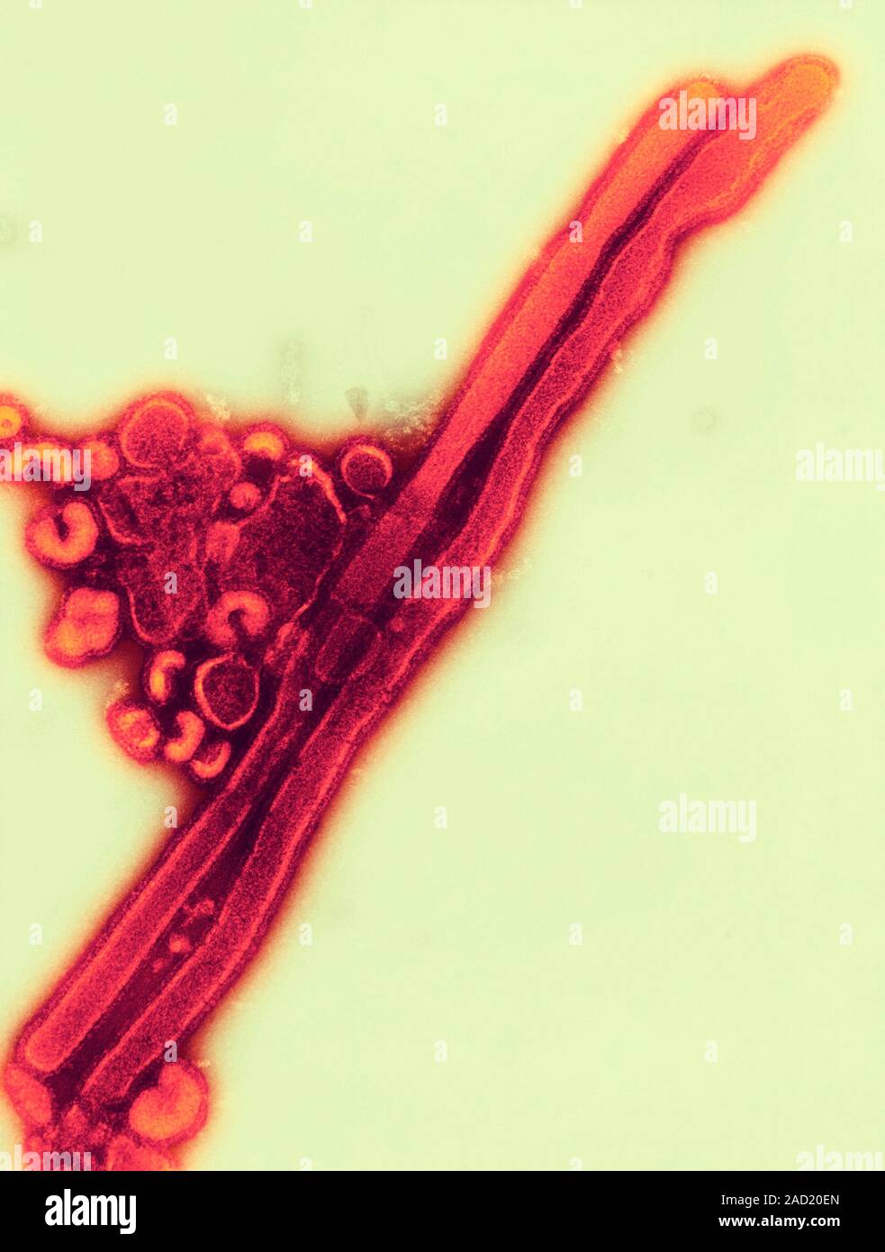 Flu virus particles. Transmission electron micrograph (TEM) of a ...
