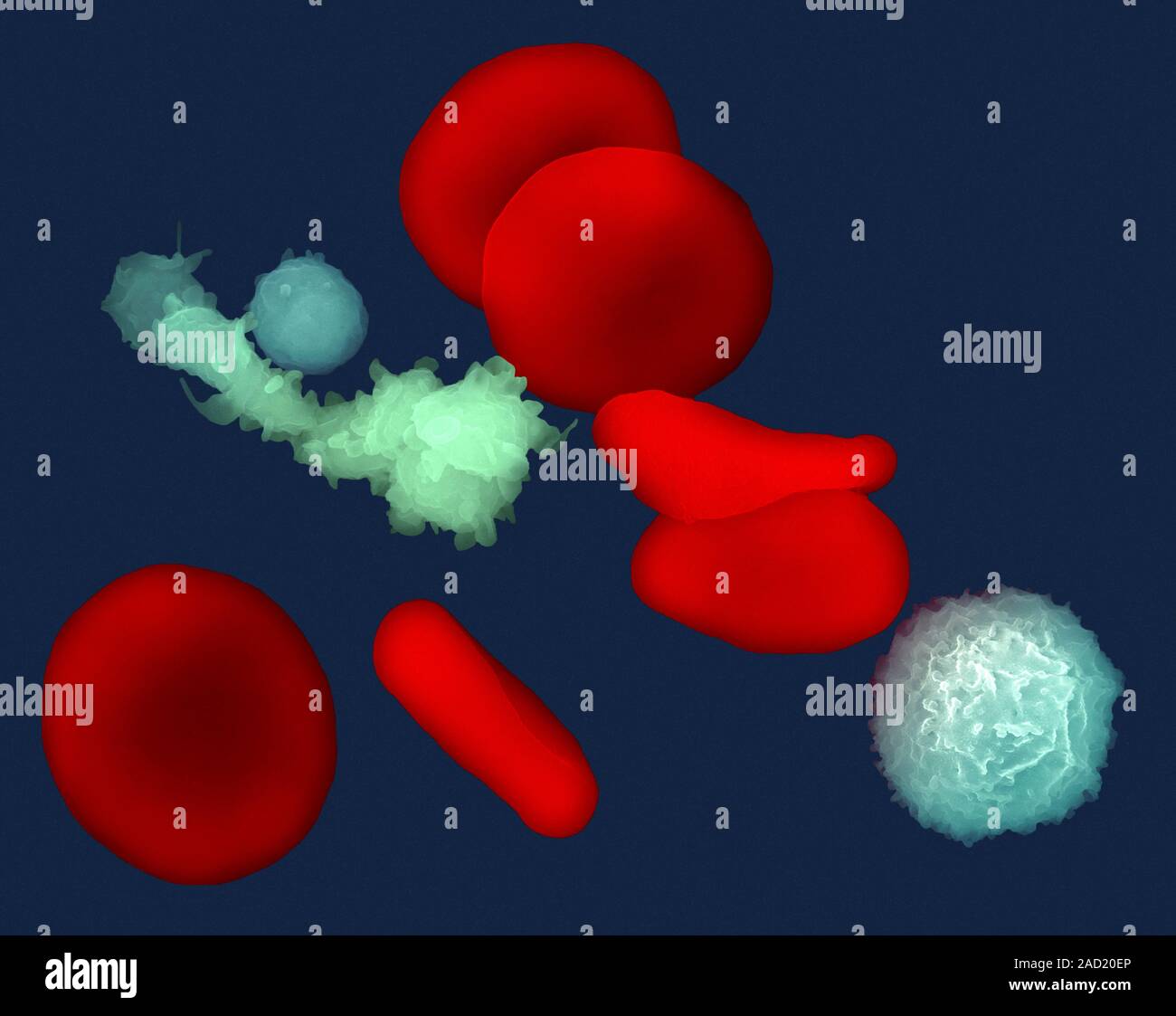 Blood cells. Coloured scanning electron micrograph (SEM) of a normal ...