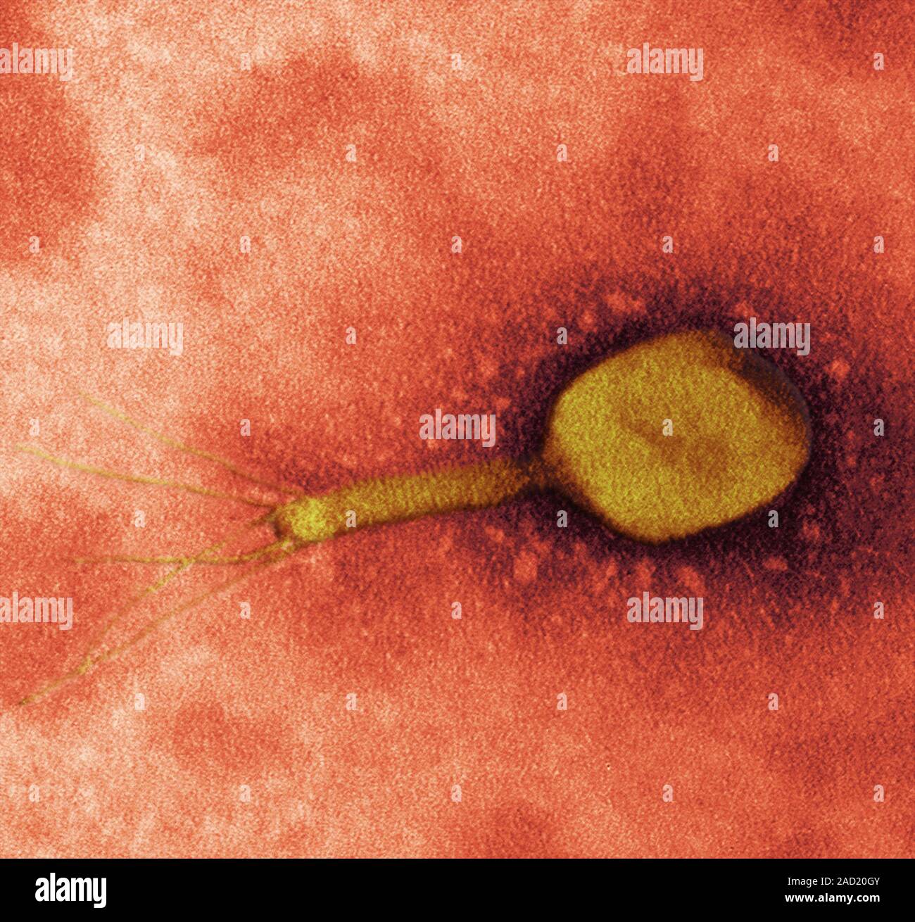 T4 bacteriophage virus. Coloured transmission electron micrograph (TEM) of a section through a ...