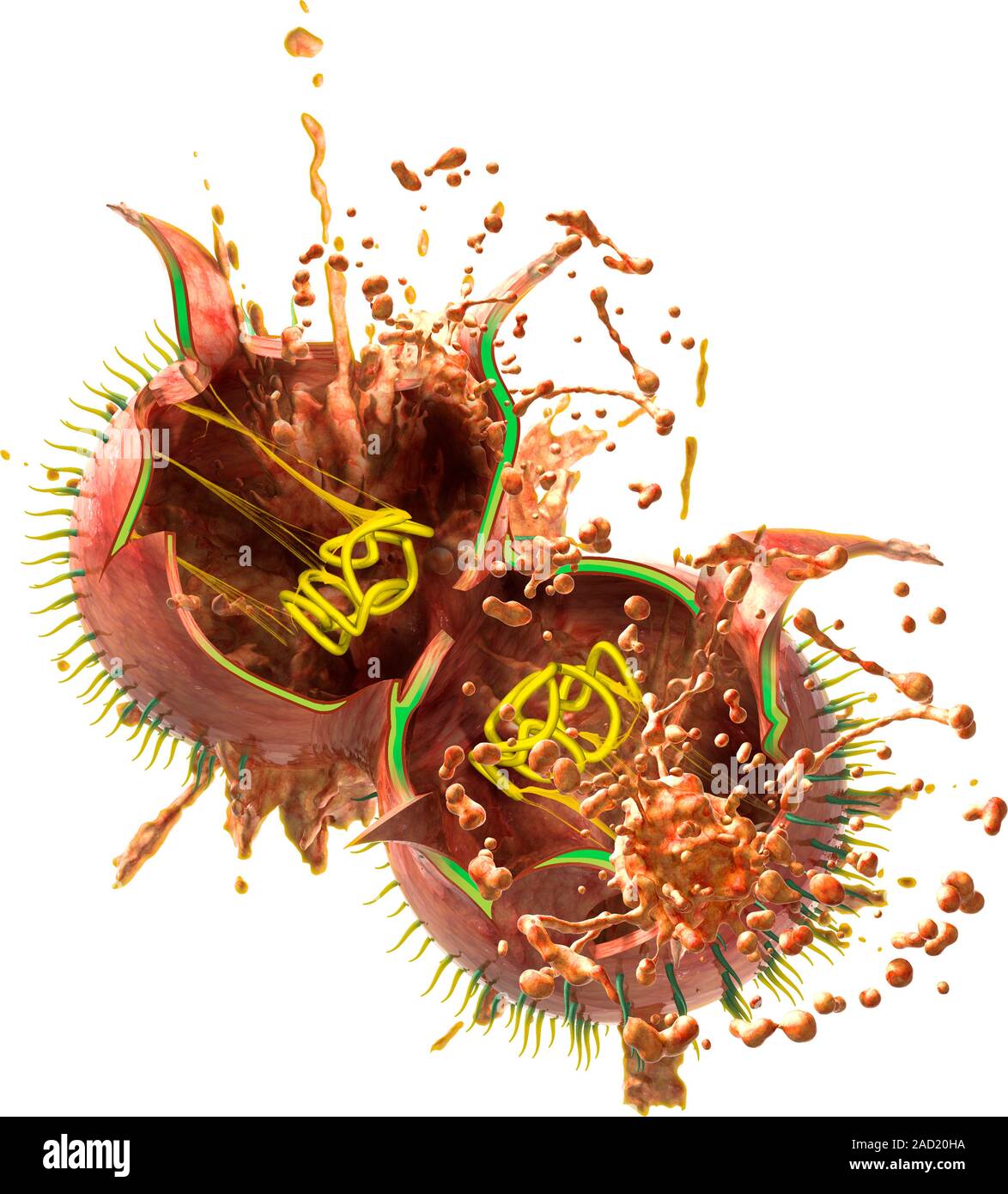 Teixobactin destroying bacterium. Computer illustration of a molecule ...