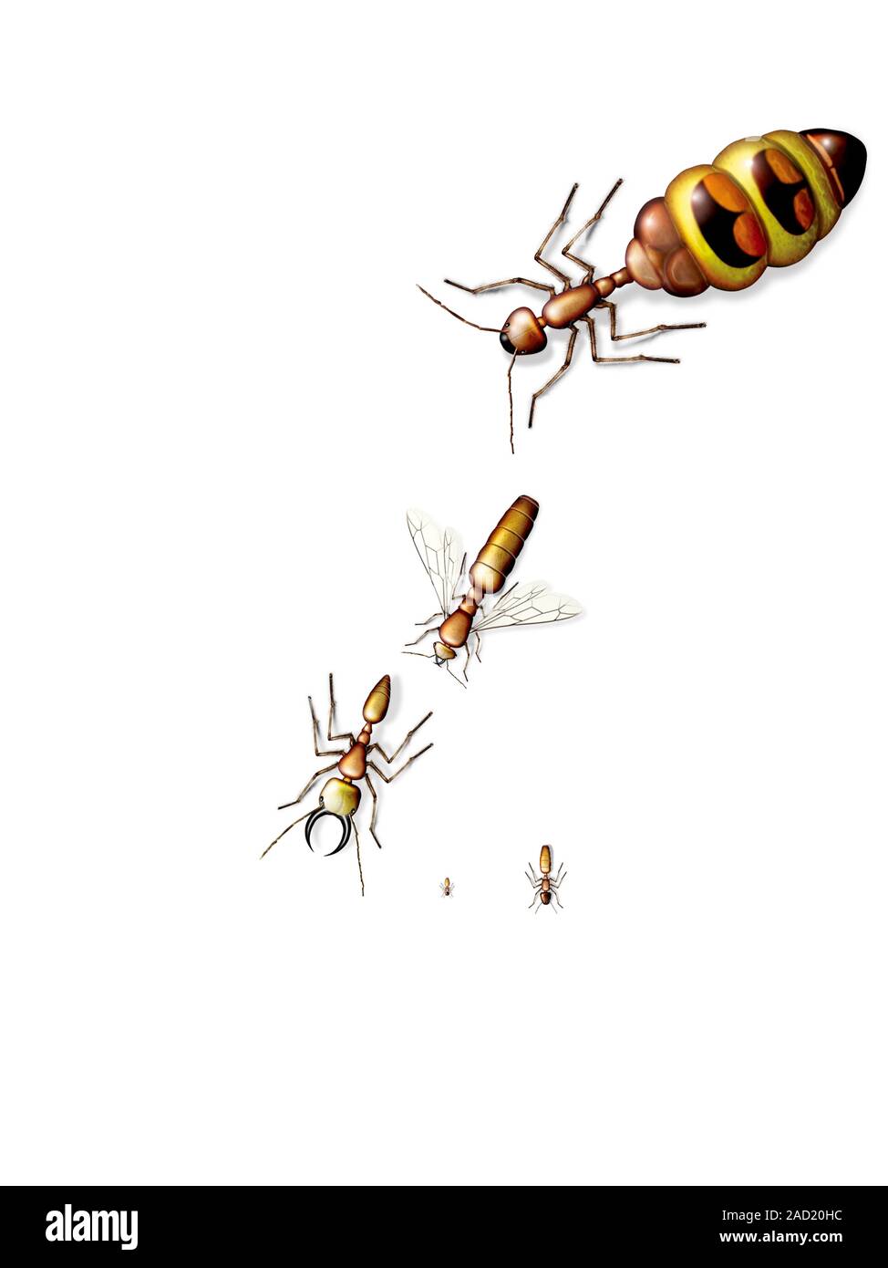 Ant castes. Computer illustration showing the differences in appearance ...