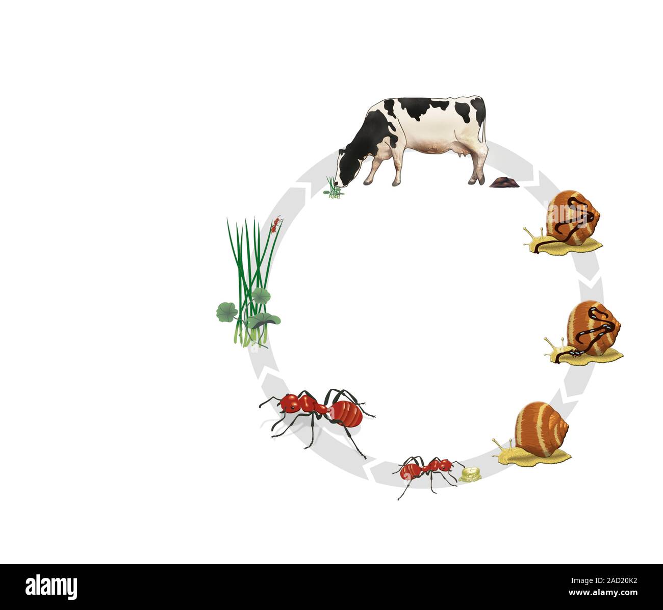 Flukeworm life-cycle. Computer illustration showing the life-cycle of a ...