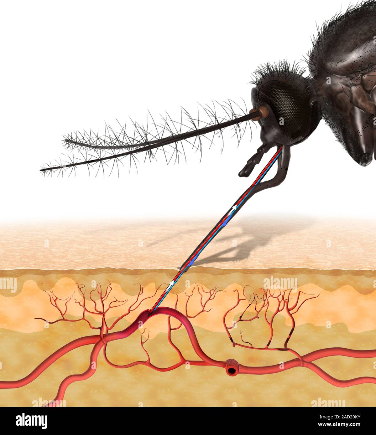 Mosquito feeding on blood. Computer illustration of a mosquito with its ...
