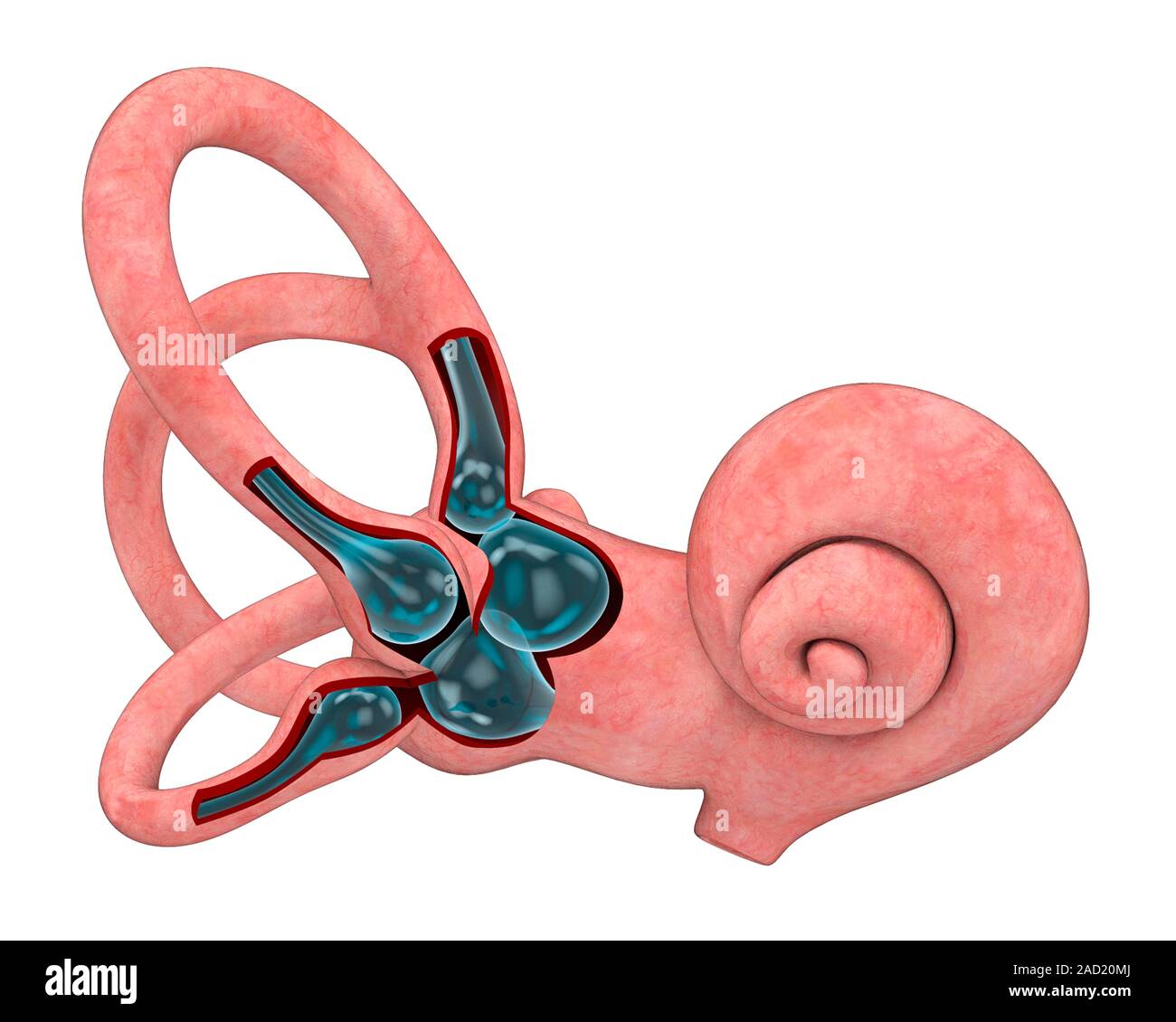 Inner ear anatomy. Cut-away computer illustration showing the ...