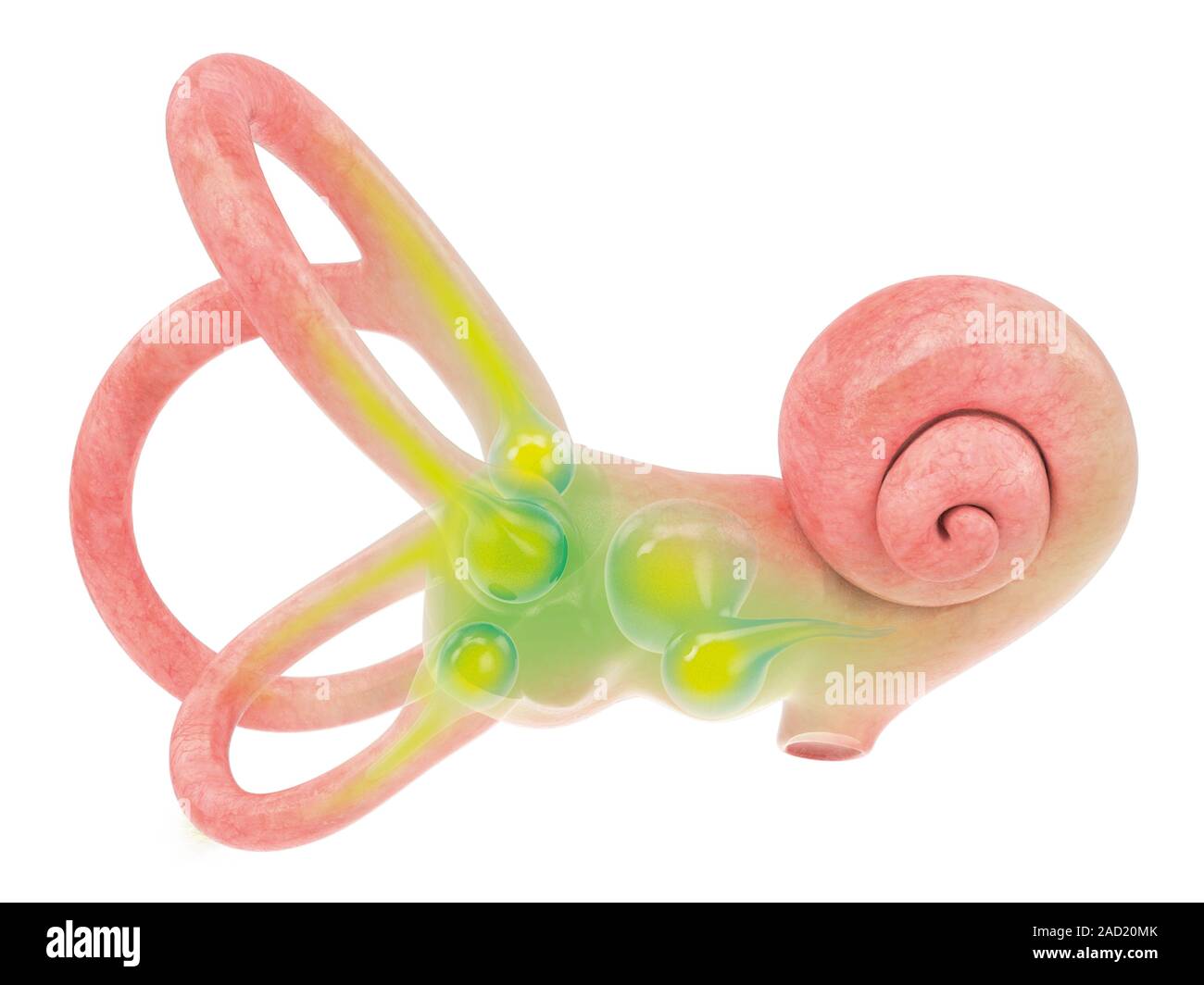 Inner ear anatomy. Cut-away computer illustration showing the ...