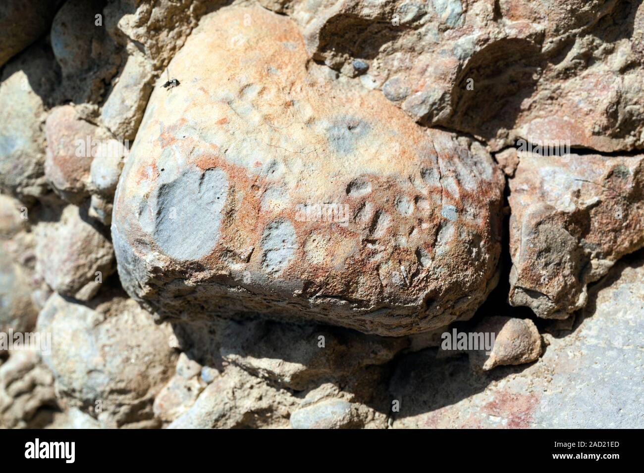 Conglomerate rock outcrop showing imprints, on the rounded rock at ...