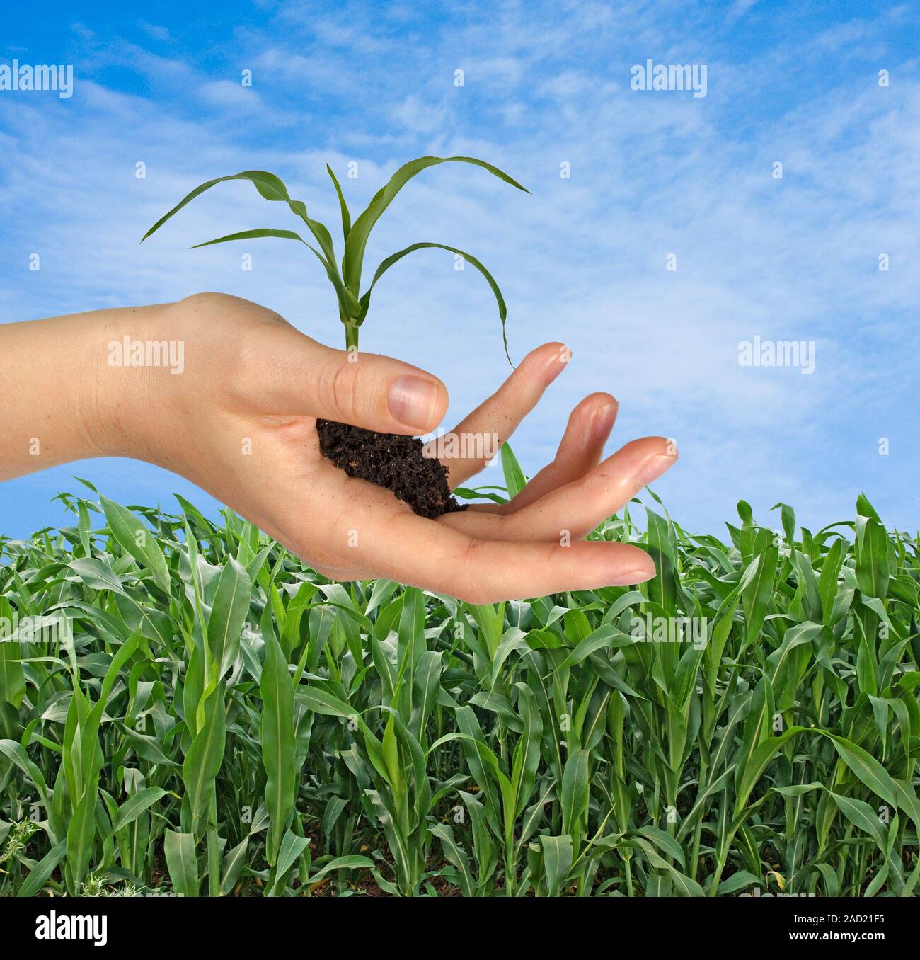 Close up hand planting corn hi-res stock photography and images - Alamy