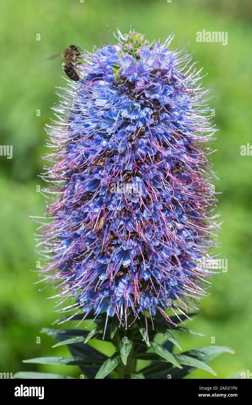 Echium candicans or Pride of Madeira is the typical native flower of ...