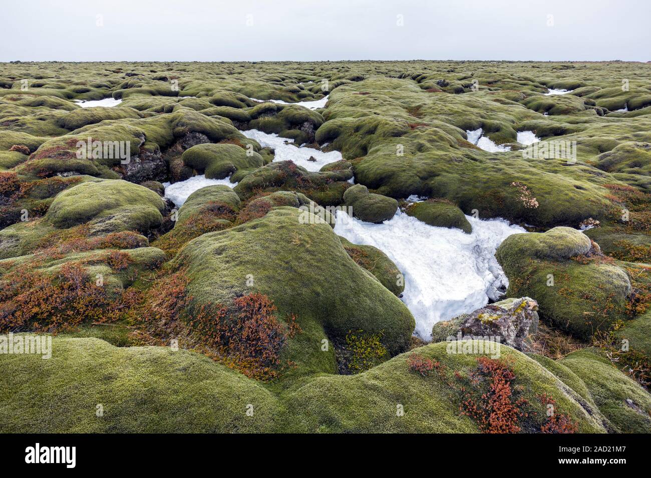 Lava from the Laki eruption of 1783-84 near Kirkjubaejarklaustur is ...