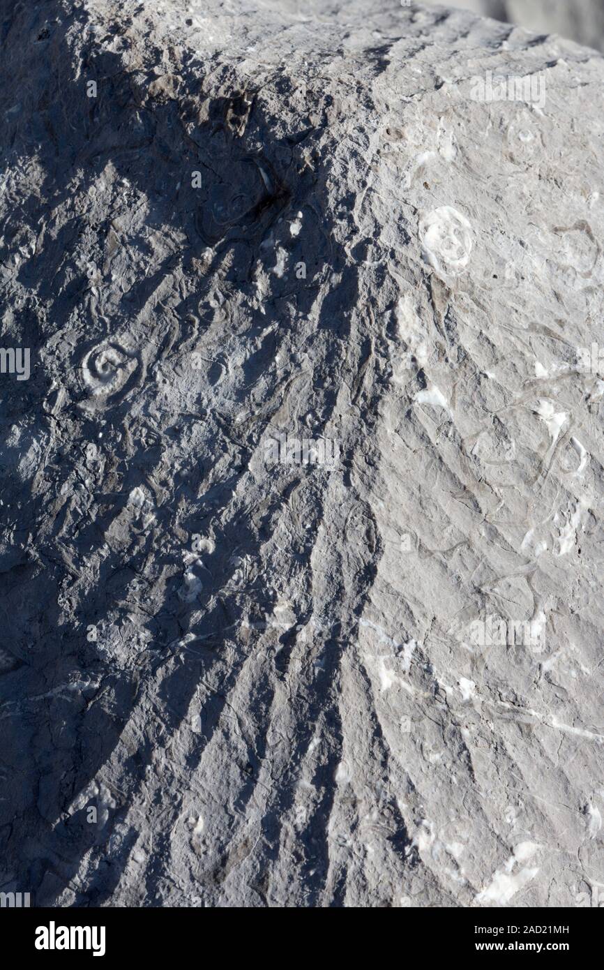 A limestone rock surface has been chemically weathered (involving ...