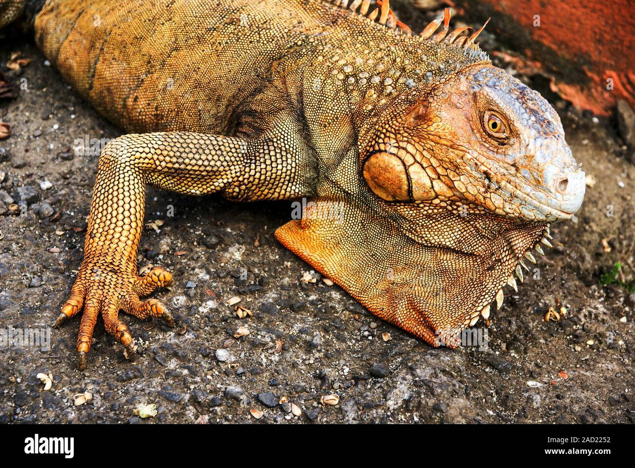 A geen iguana or common iguana (Iguana iguana) on a tree. Photographed ...