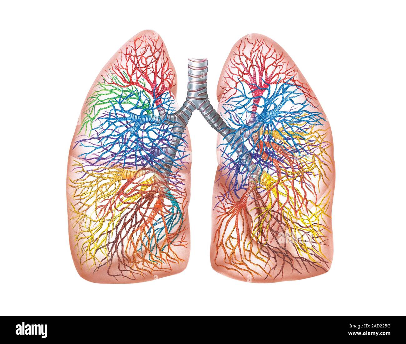 Illustration of the Bronchial Tree. This anterior view illustration is ...