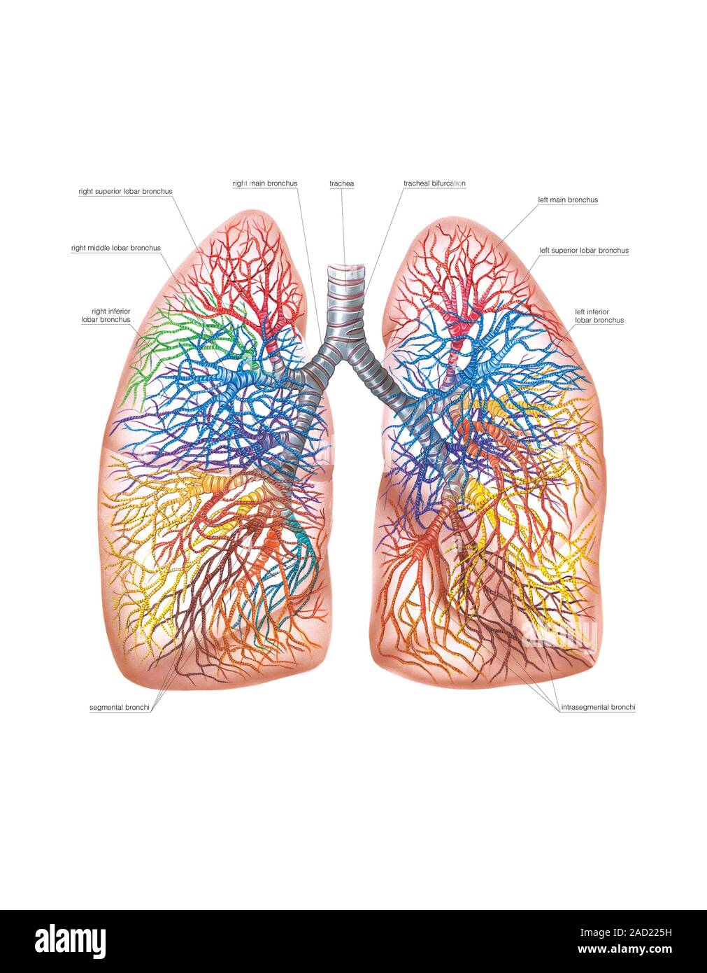 Illustration of the Bronchial Tree. This anterior view labelled ...