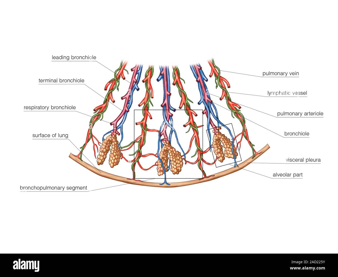 Illustration of the Bronchial Tree, Internal Structure, Blood vessels ...