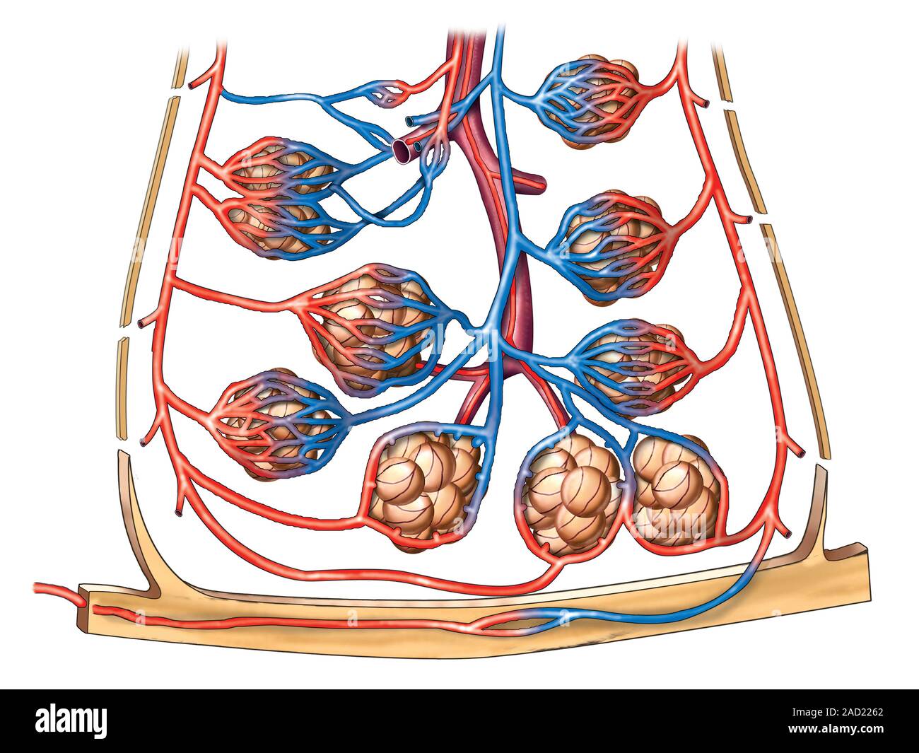 Illustration of the Bronchial Tree, Internal Structure, Vascular system ...