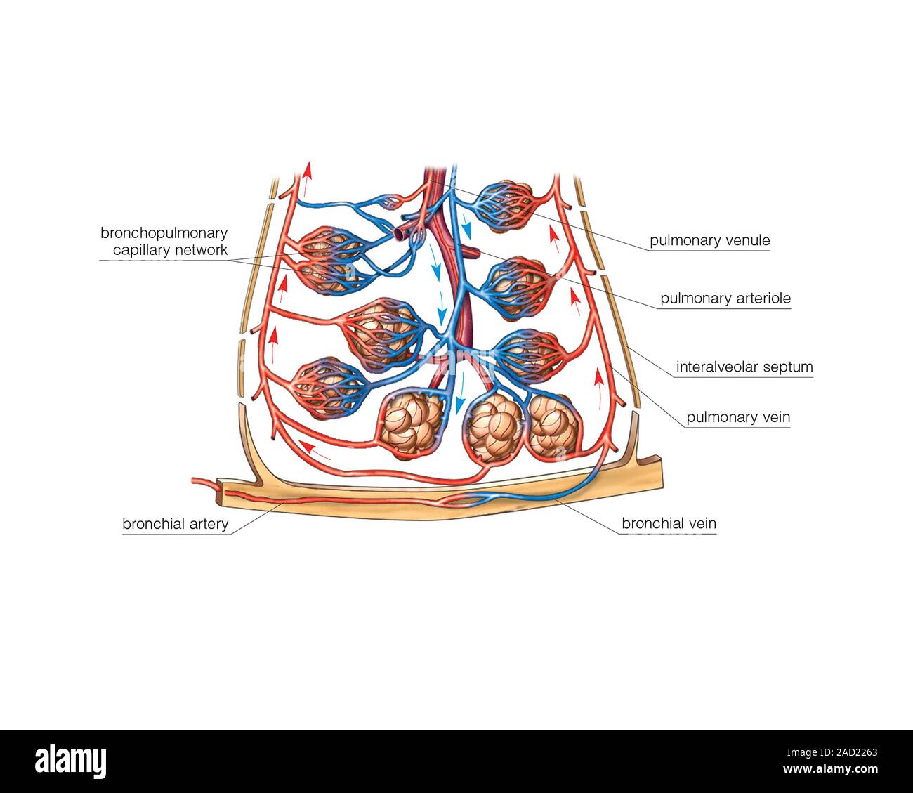 Illustration of the Bronchial Tree, Internal Structure, Vascular system ...