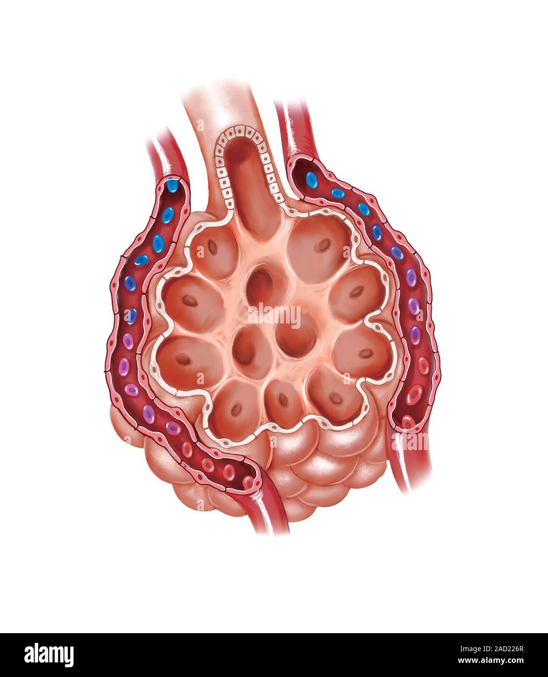 Illustration of the Intrapulmonary tract and pulmonary alveolus. This ...