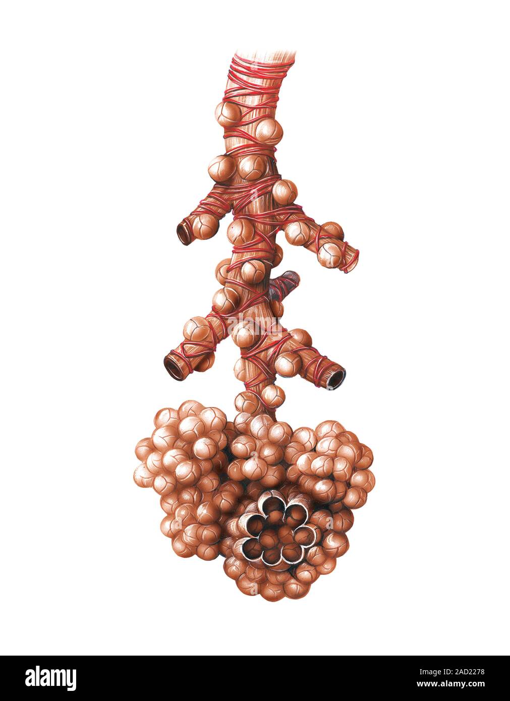 Illustration of the Intrapulmonary tract and pulmonary alveolus. This ...