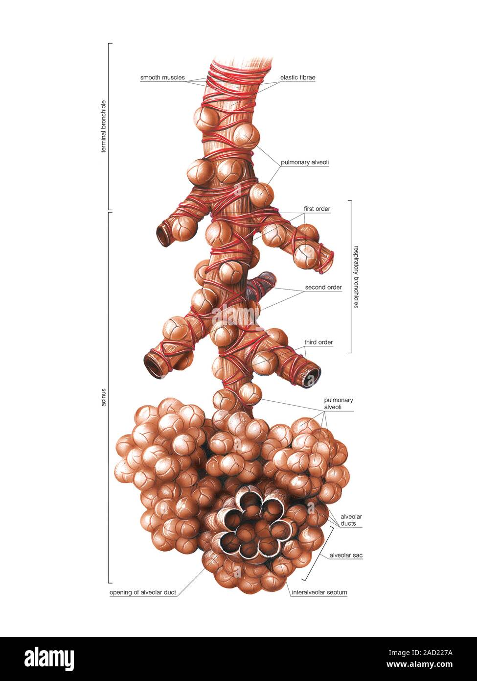 Illustration of the Intrapulmonary tract and pulmonary alveolus. This ...