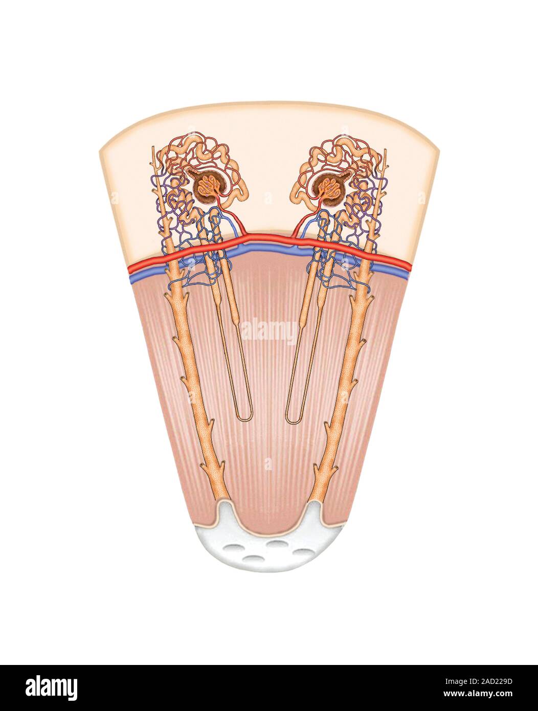 Illustration of the conical tissue section of the Kidney. This ...
