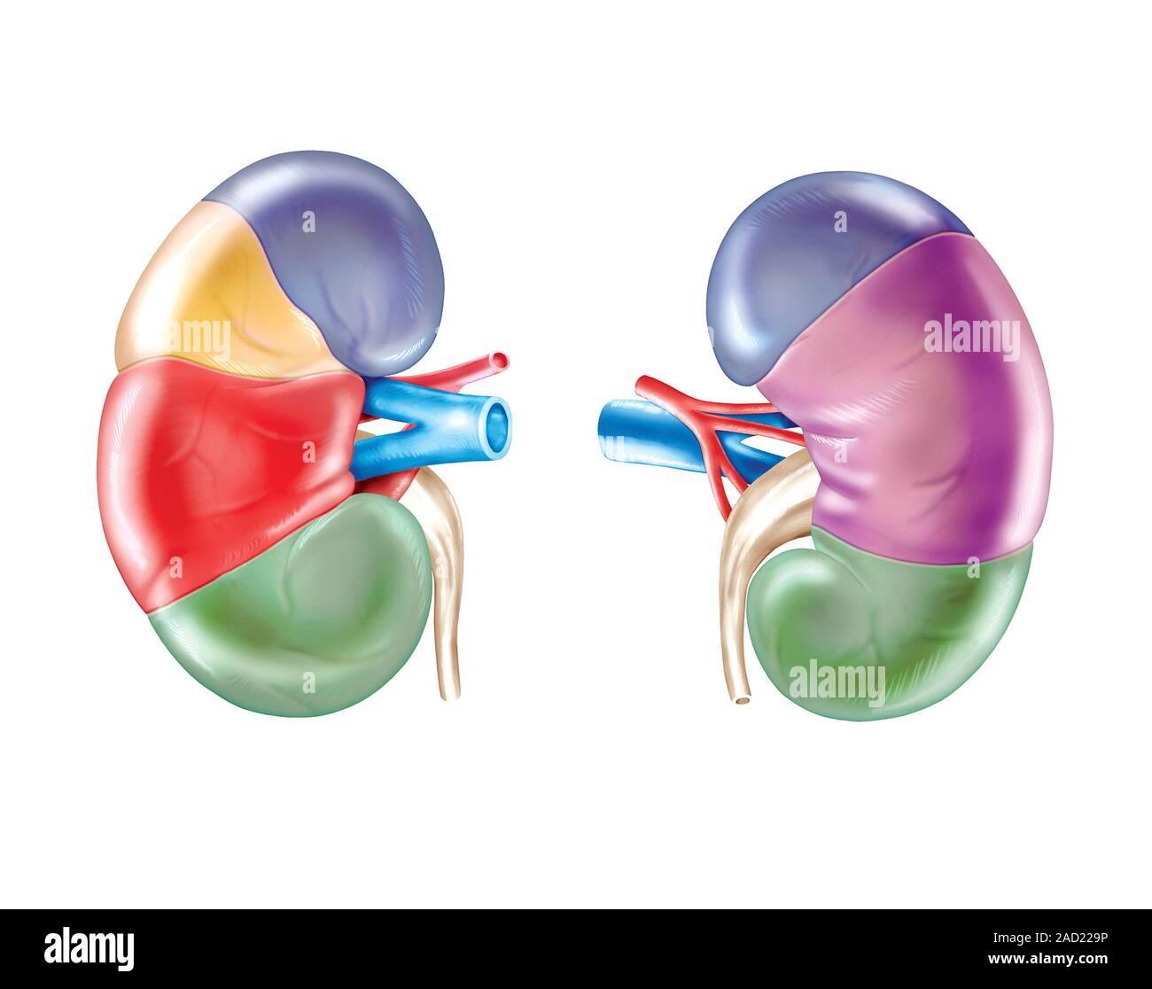 Illustration of the renal segments of the Kidney. This anterior and ...