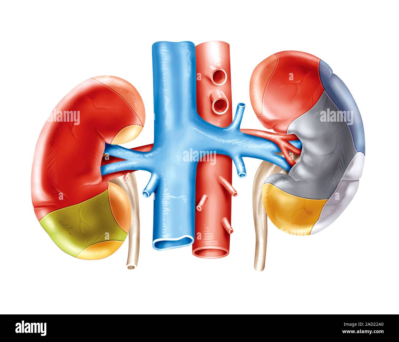Illustration of the Kidney and its adjacent organs. This anterior view ...