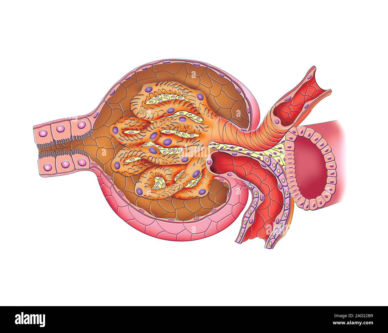 Illustration of the Glomerular Capsule. This internal view illustration ...