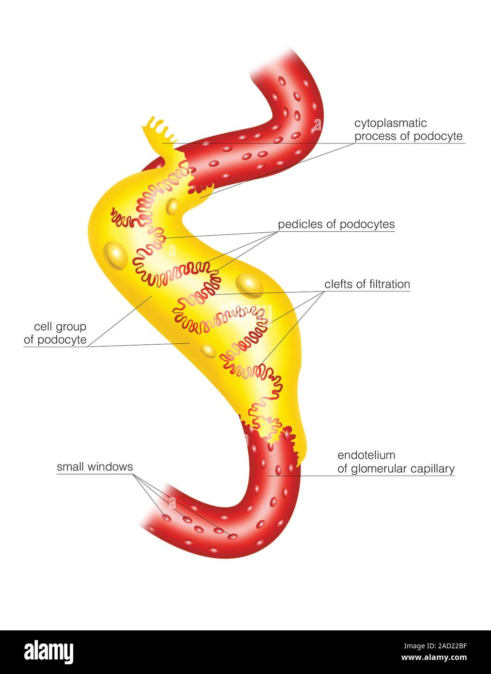 Illustration of the Glomerular Capsule. This labelled illustration is ...