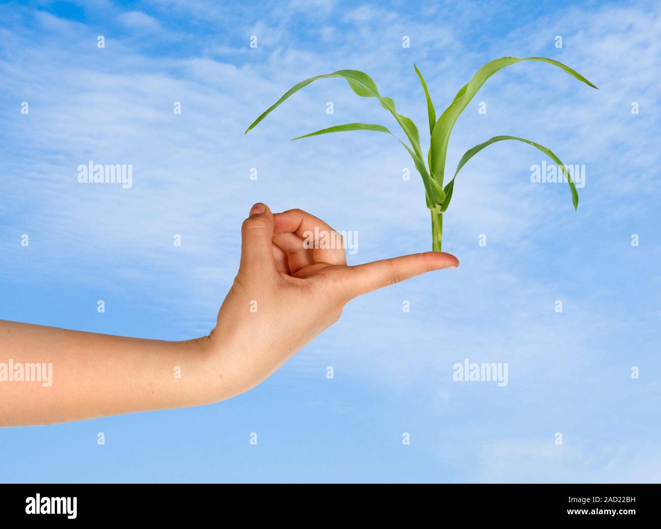 Girl presenting corn shoot as a gift of agriculture Stock Photo - Alamy