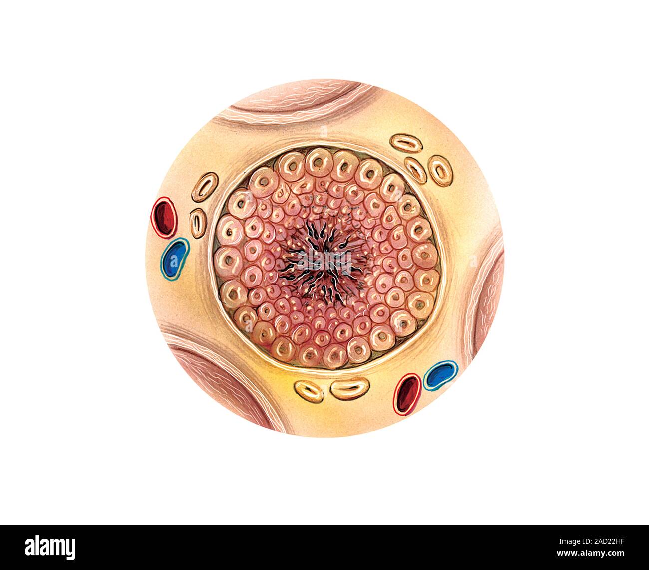 Illustration of the Male Genital System, testis, seminiferous tubules ...