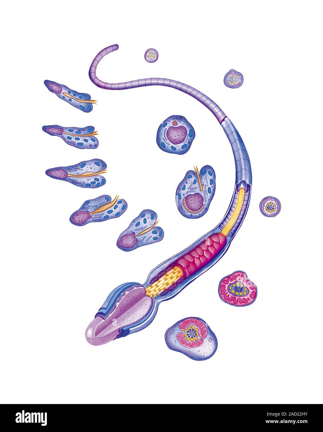 Illustration of the Spermatogenesis. This illustration is from ...