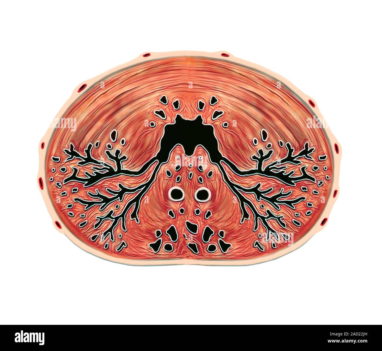 Illustration of the Prostate. This prostatic part transverse section ...