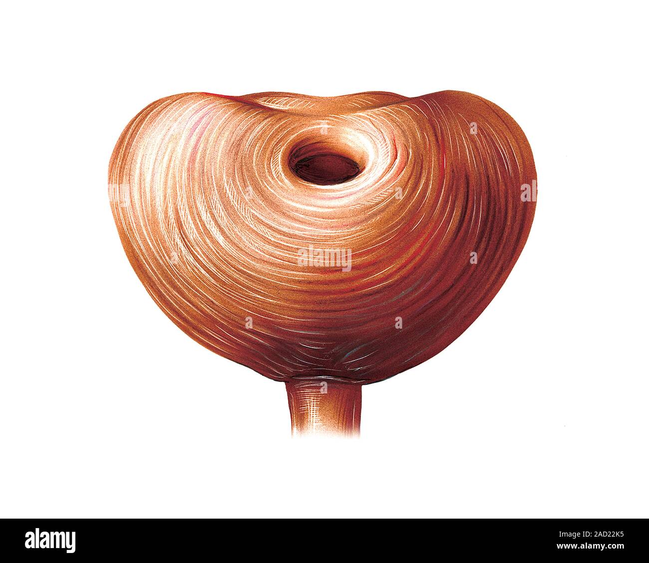 Illustration of the Prostate. This posterior view illustration is from ...