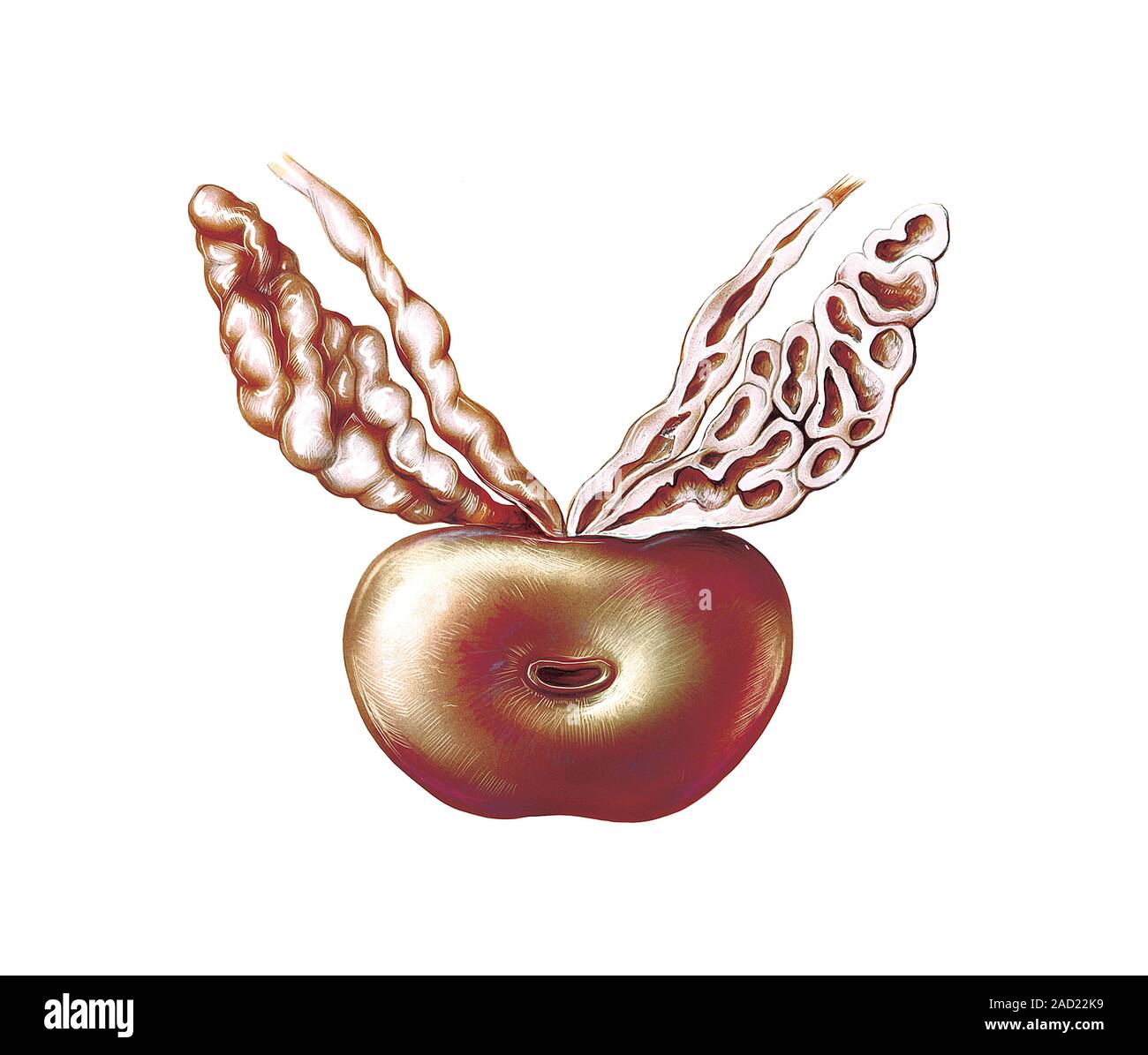 Illustration of the Prostate. This superior view illustration is from ...