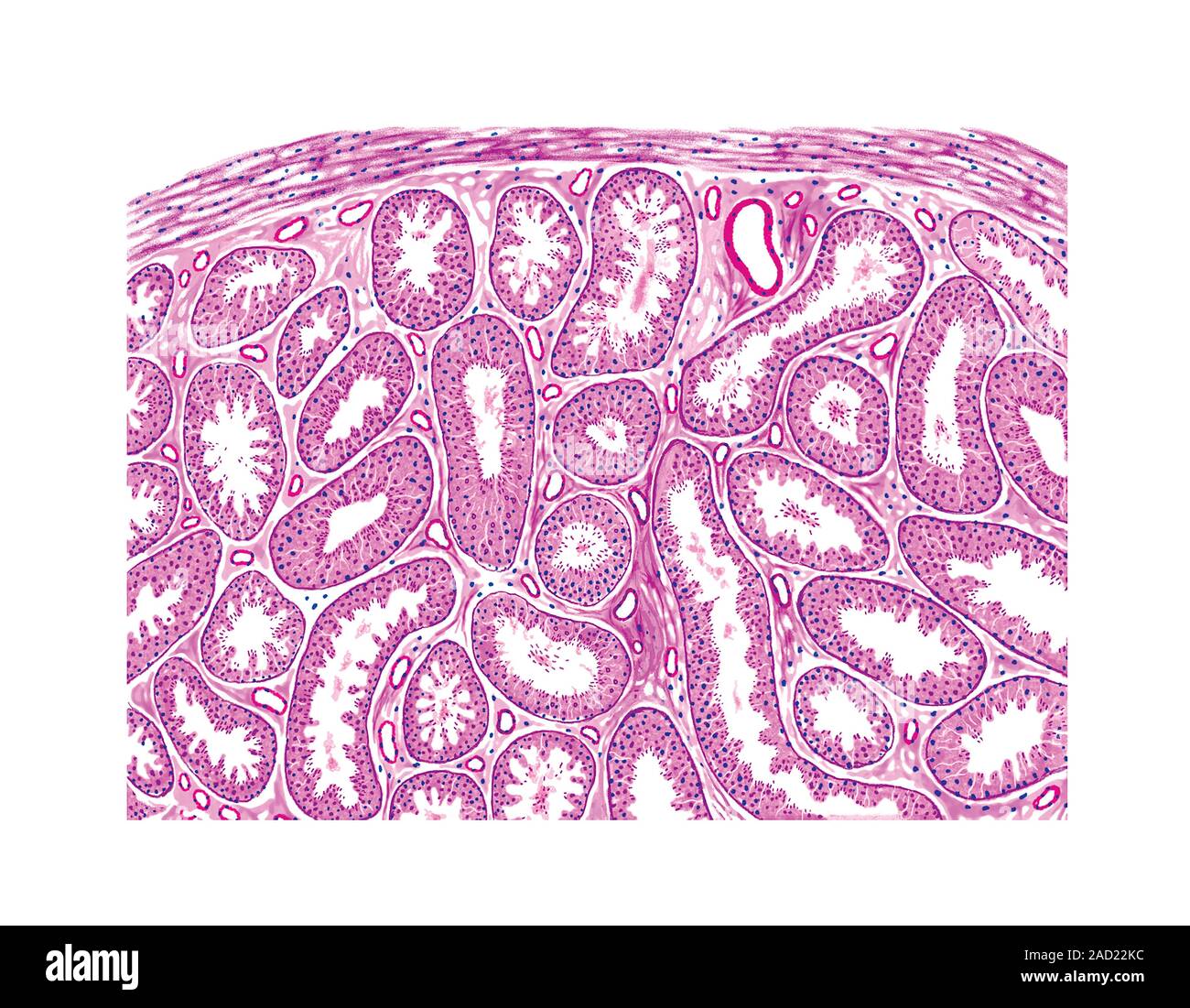 Illustration of the Testis and spermatozoid. Lobule of testis ...