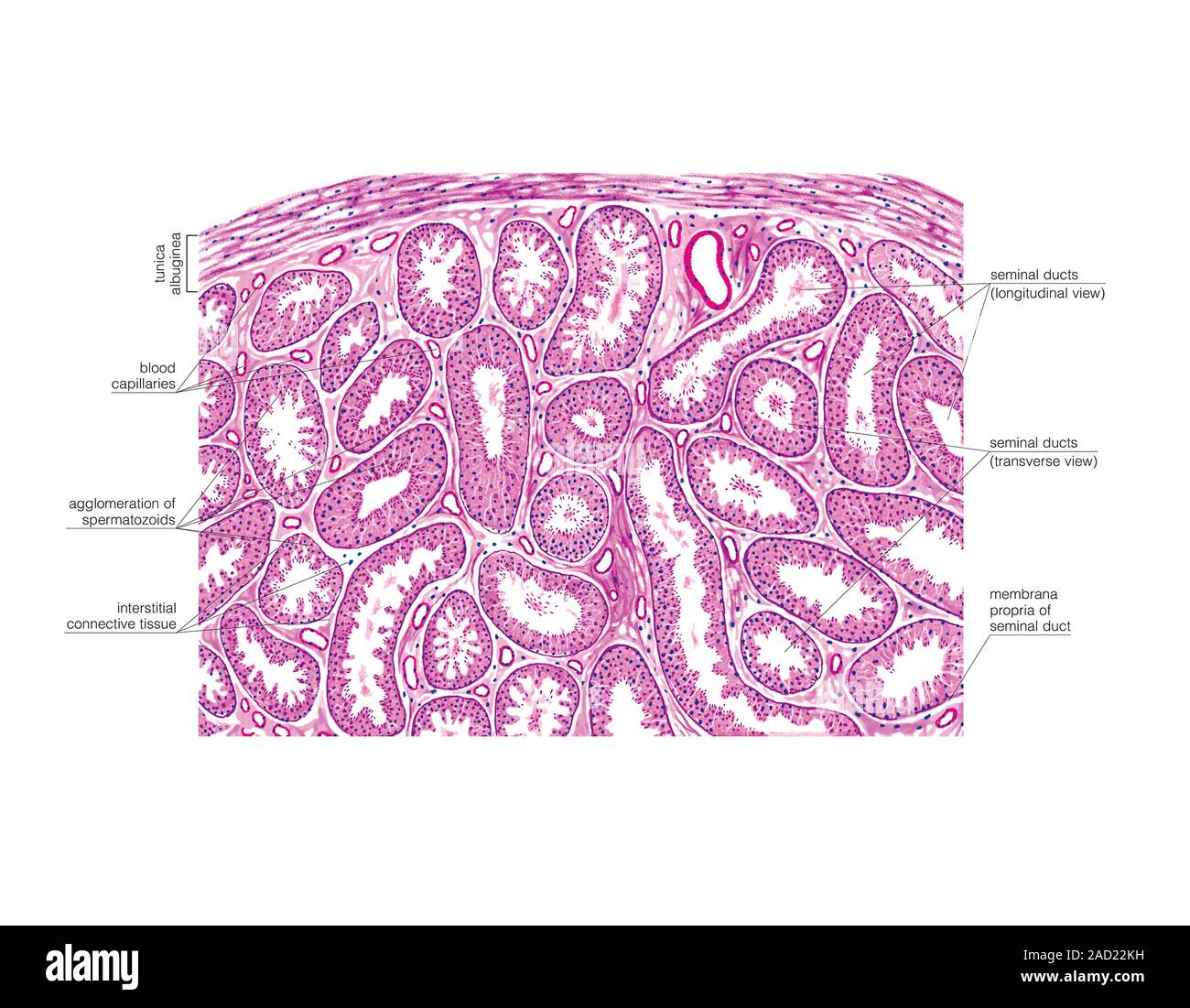 Illustration of the Testis and spermatozoid. Lobule of testis ...