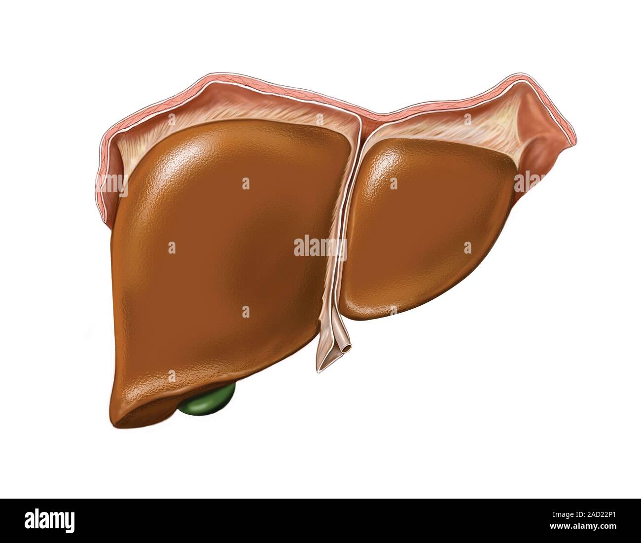 Illustration of the diaphragmatic surface of the liver. This anterior ...