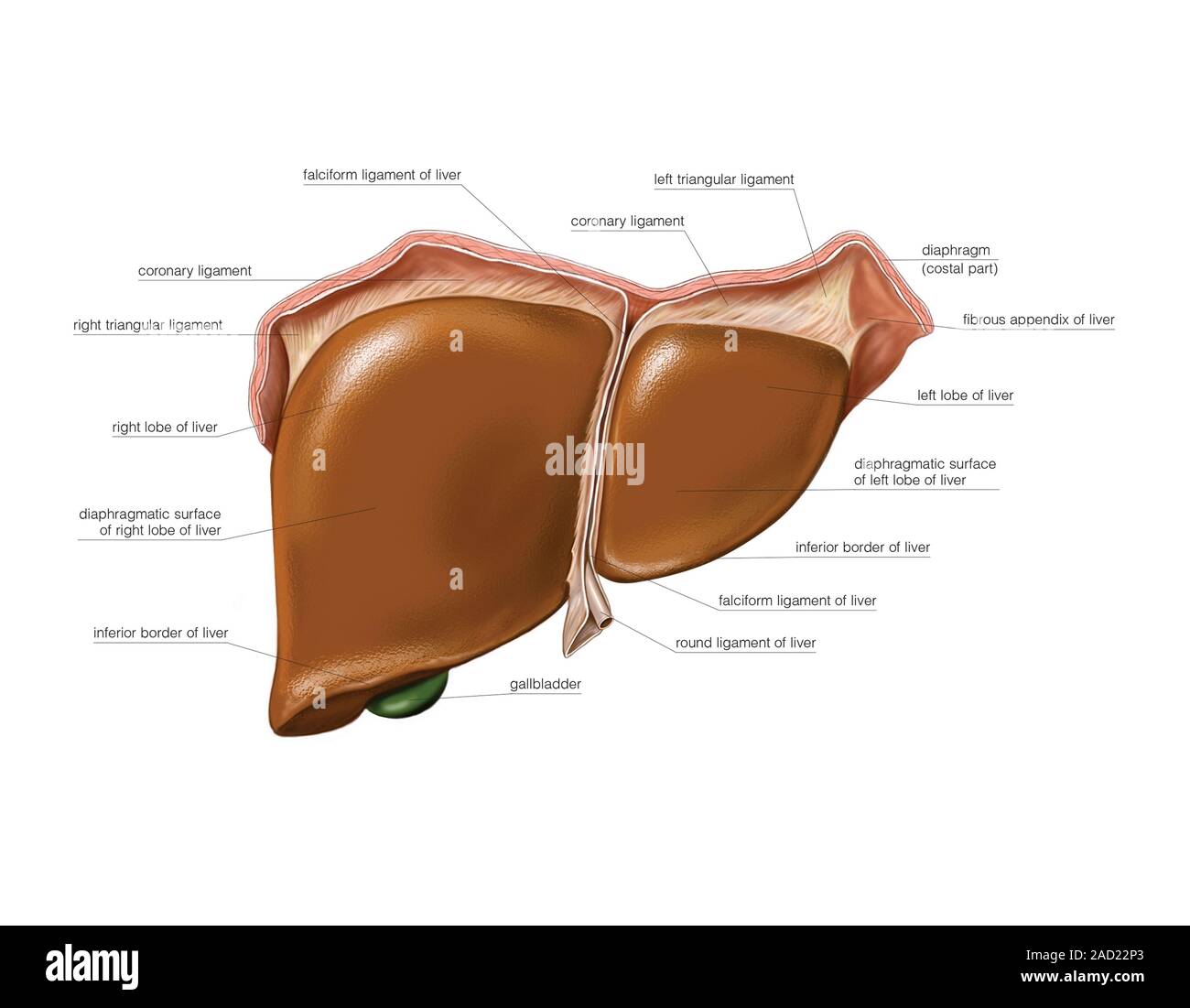Illustration of the diaphragmatic surface of the liver. This anterior ...