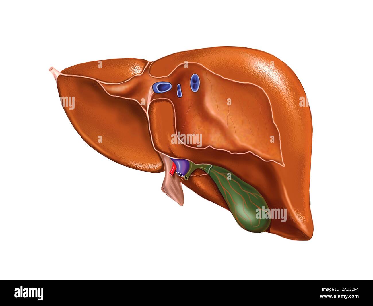 Illustration of the visceral surface of the liver. This posterior view ...