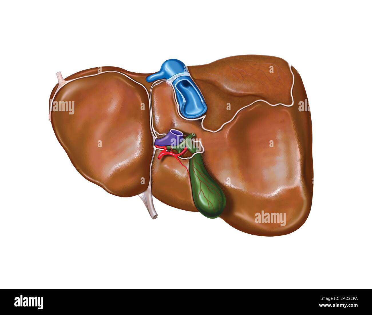 Illustration of the interior surface of the liver. This posterior view ...